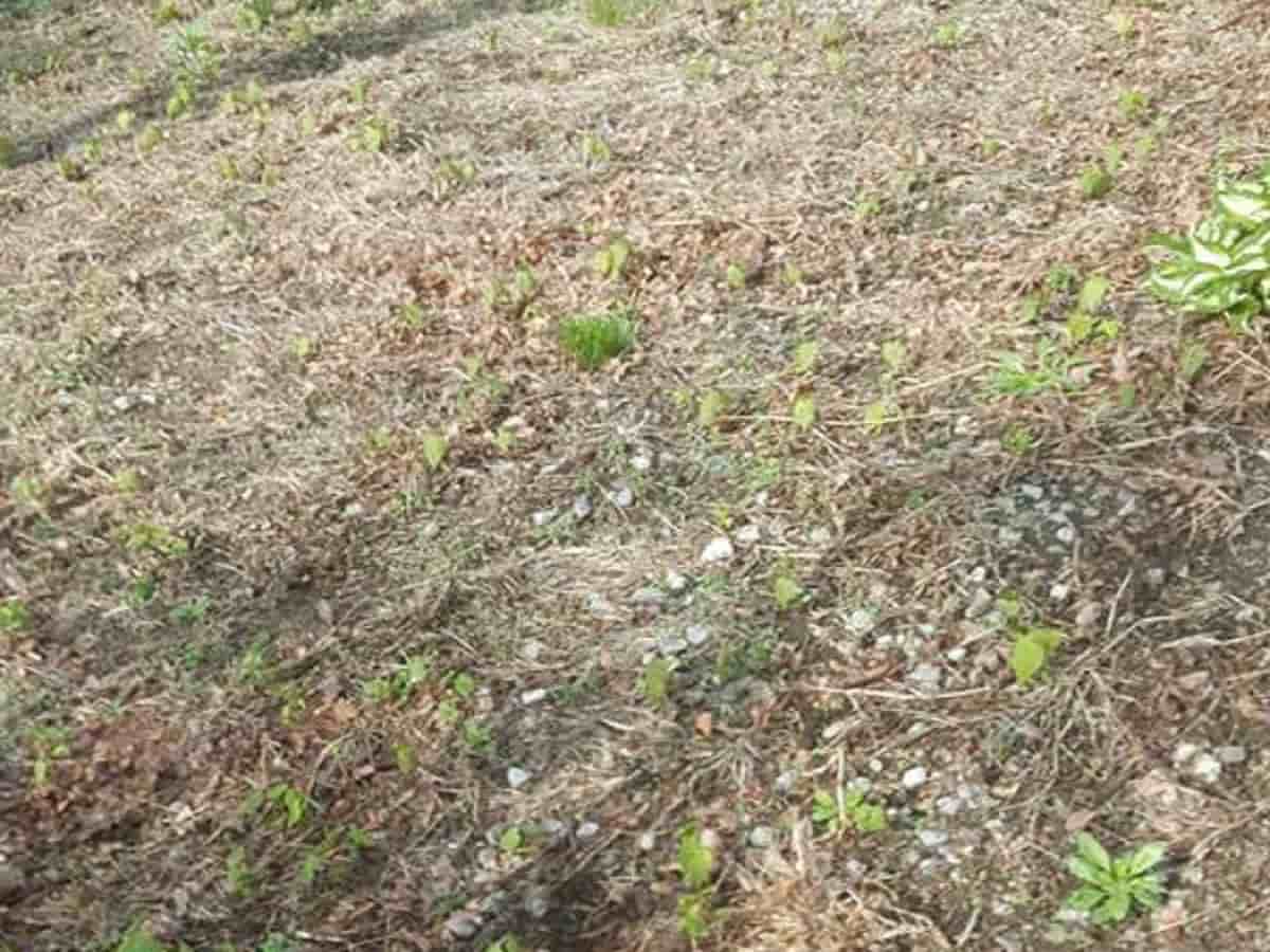 Land Cleanup Services - EBL Landscape & Construction